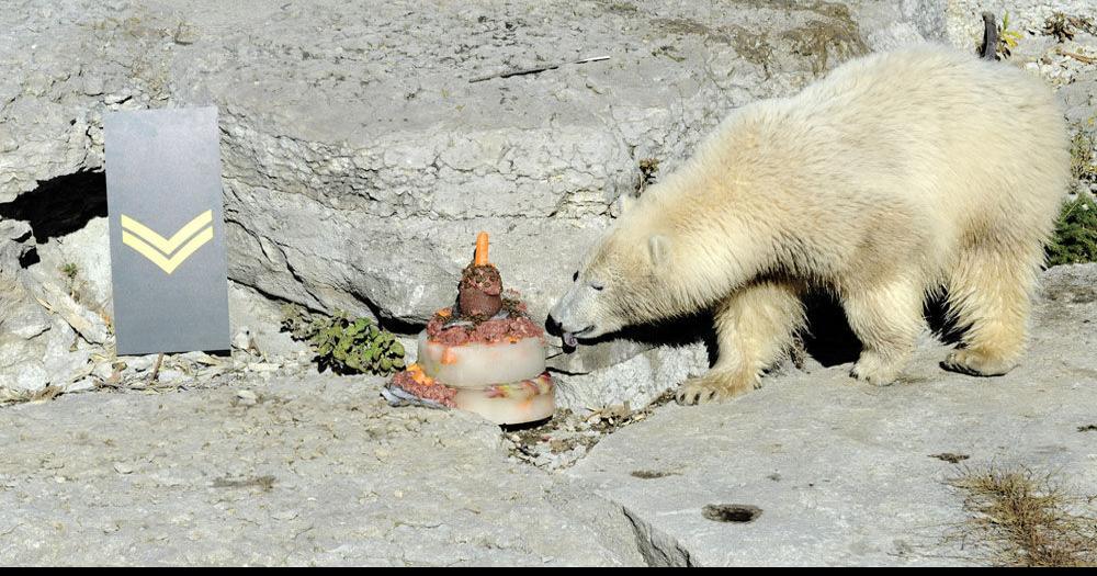 Toronto Zoo polar bear Juno gets Canadian Army promotion for birthday | News | toronto.com