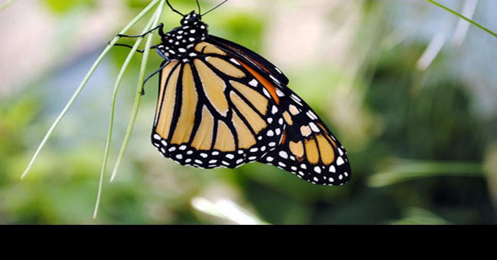 Help send off Monarch butterflies at eighth annual Tommy Thompson Park ...