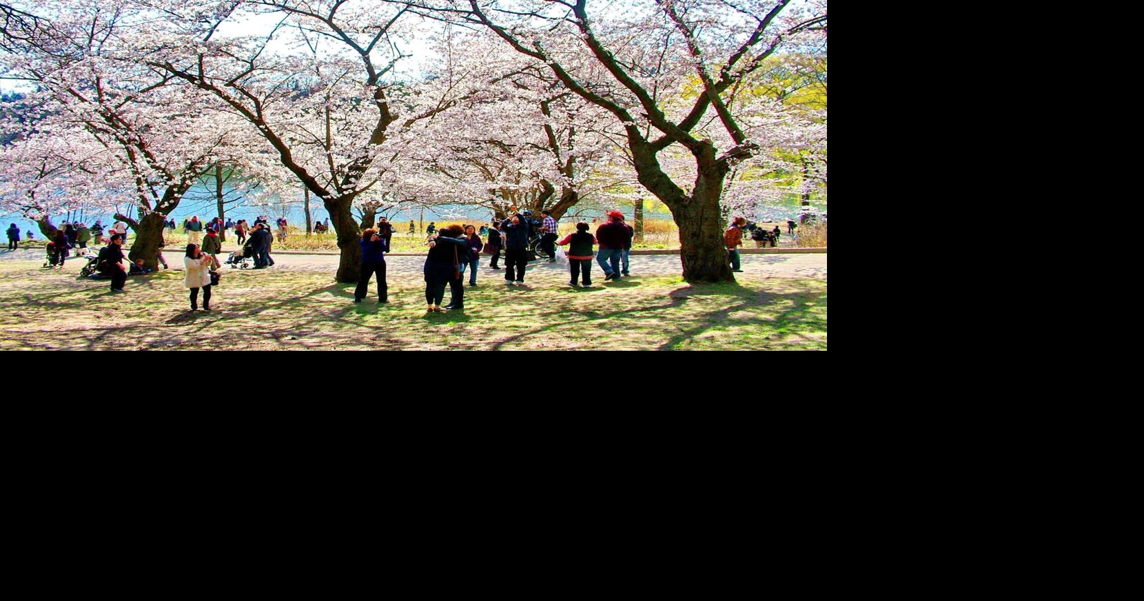 The best spots to see cherry blossoms in Toronto