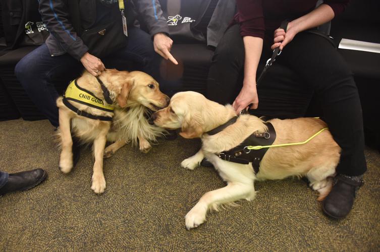 PHOTO SHOOTS: CNIB Guide Dogs announce the class of 2019