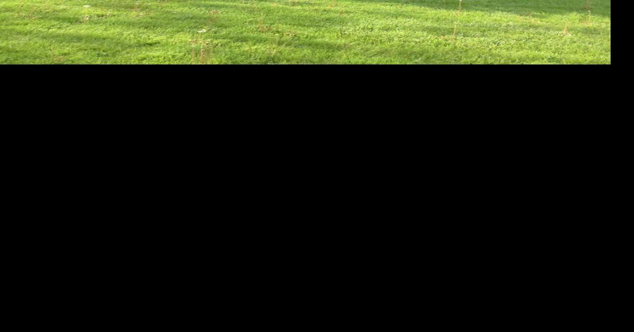 GARDEN GURU: Etobicoke’s Elma da Costa just had to take photo of cherry ...