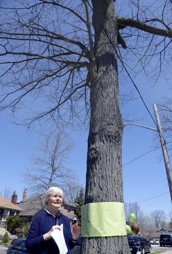 Long Branch's towering red oak designated a Heritage Tree | News ...