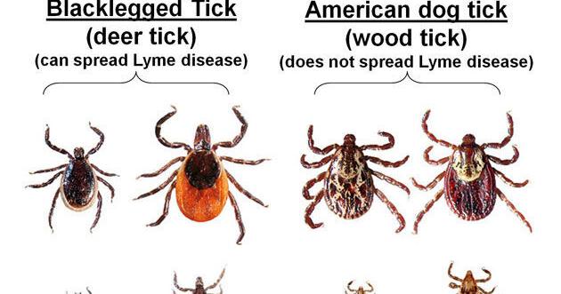 Lyme disease-riddled ticks invading Muskoka
