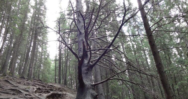 NATURAL ROOTS: Discovering a 300-year-old white spruce at Cochrane Ranche
