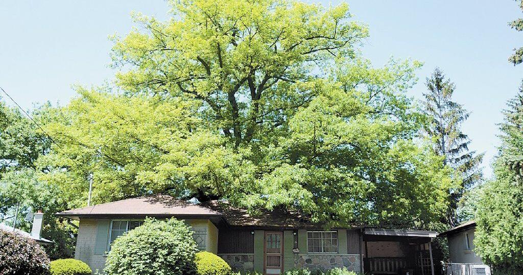 Toronto could start negotiations to buy 350-year-old oak tree