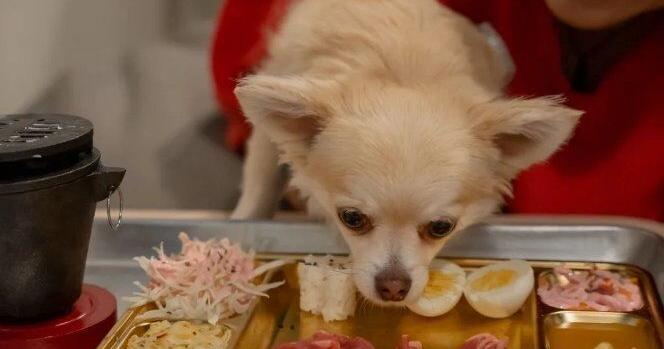Toronto restaurant introduces pet-friendly menu and dining