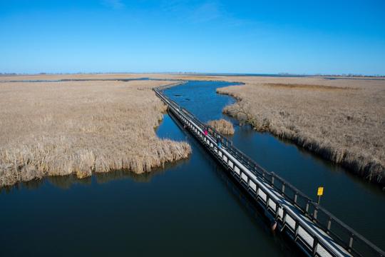 Point Pelee National Park’s boardwalk leads to a huge marsh