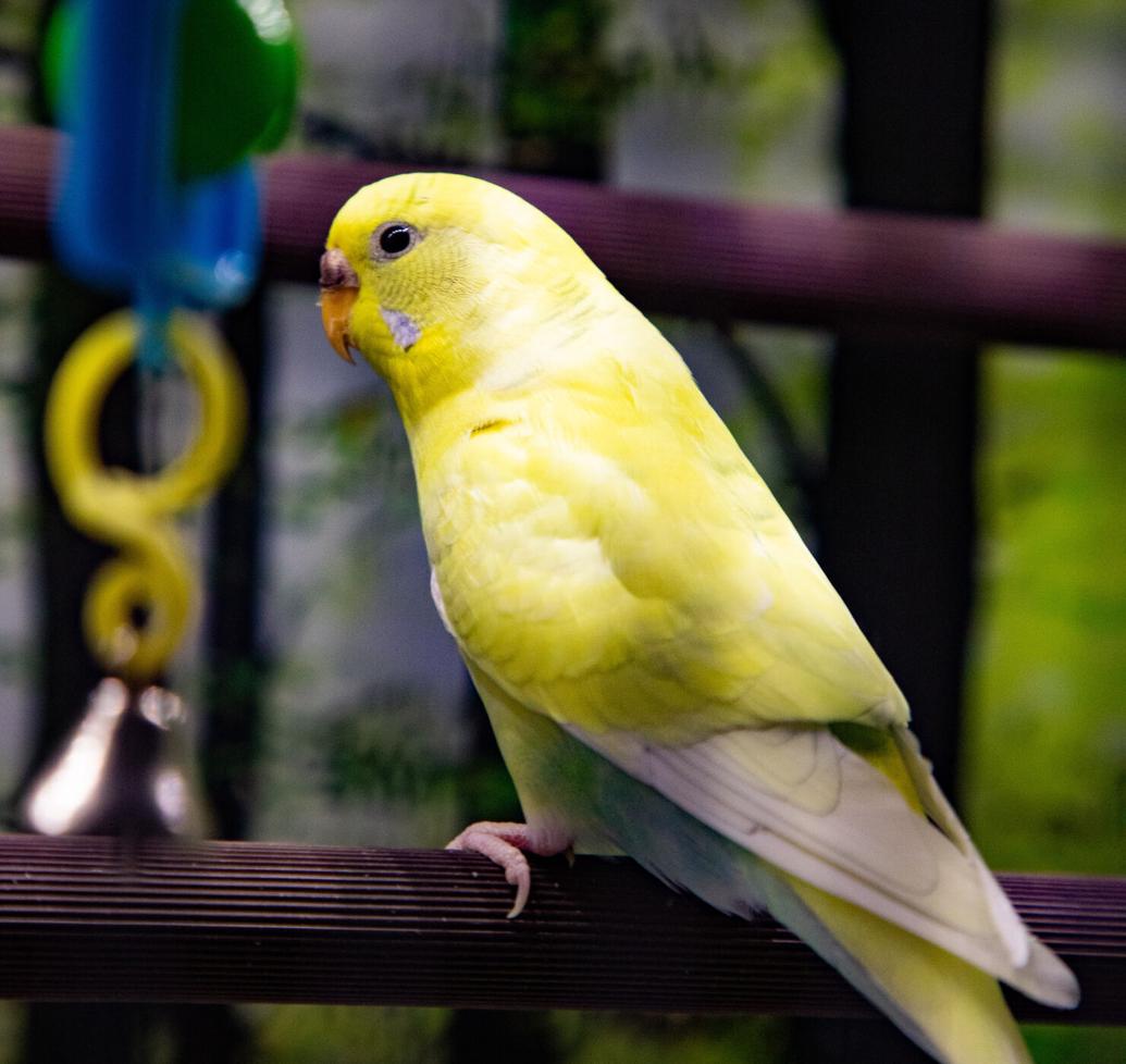 Pets up for adoption in Toronto