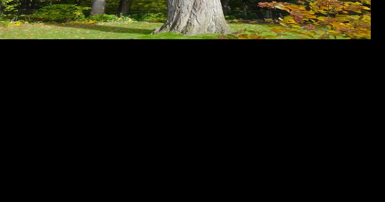 NATURAL ROOTS: The Oak Tree Sentry of Toronto’s Nordheimer Ravine