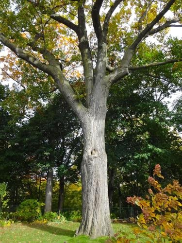 NATURAL ROOTS: The Oak Tree Sentry of Toronto’s Nordheimer Ravine