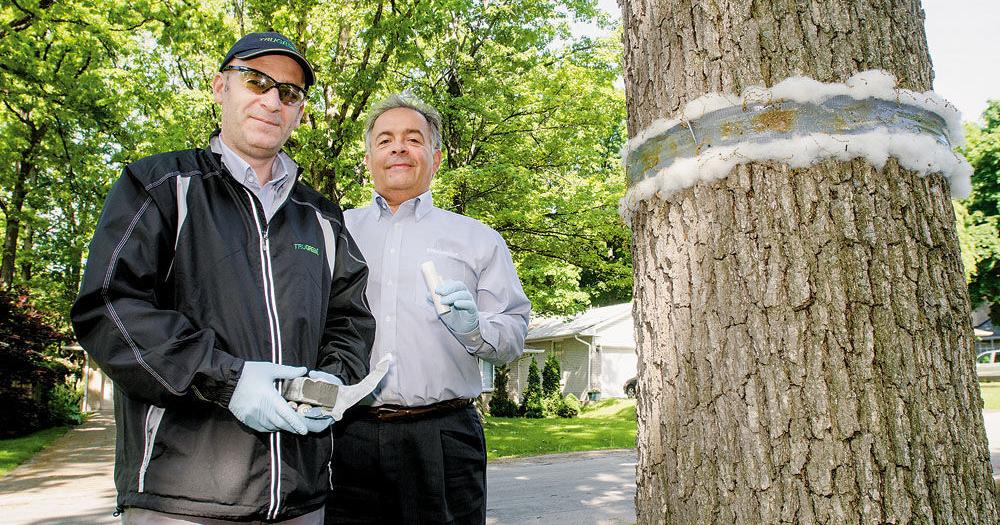 Princess Gardens’ gypsy moth battle in Etobicoke employs TreeAzin ...