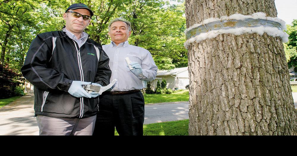 Princess Gardens’ gypsy moth battle in Etobicoke employs TreeAzin ...
