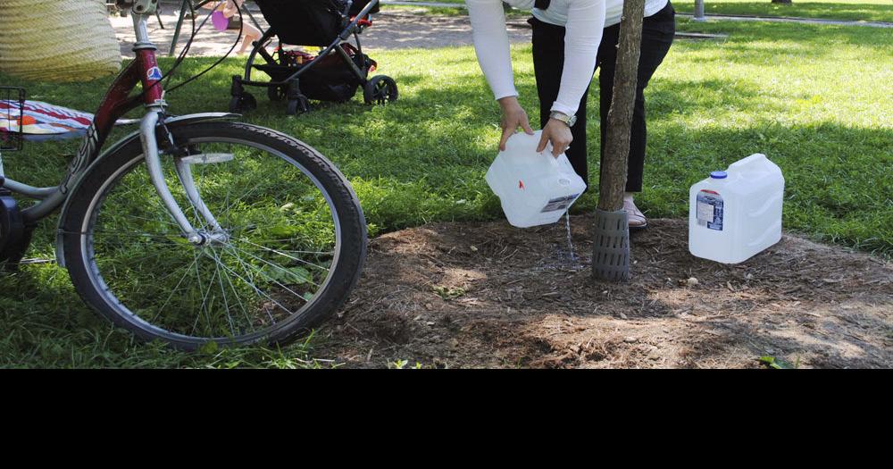 Watering program looks to save the trees at Osler Playground | News ...