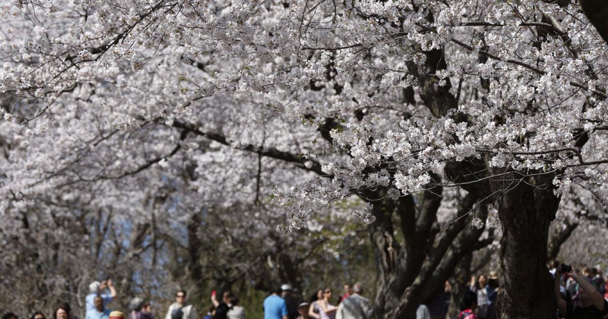 Toronto cherry blossoms are blooming