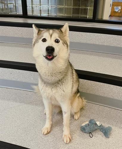 Adoptable Toronto animals looking for a forever home