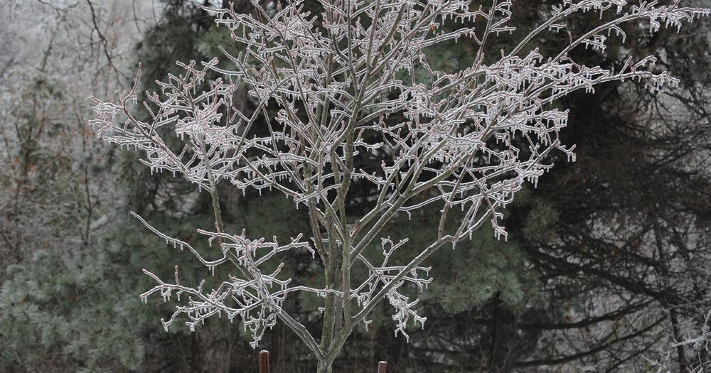 Toronto tree canopy suffers huge loss during ice storm; deputy mayor ...