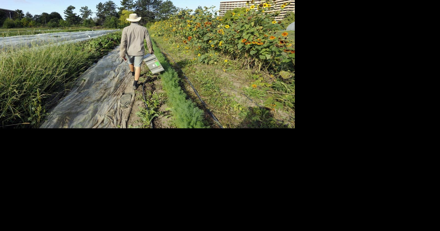 PHOTO SHOOTS: Black Creek Community Farm a place for urban agriculture