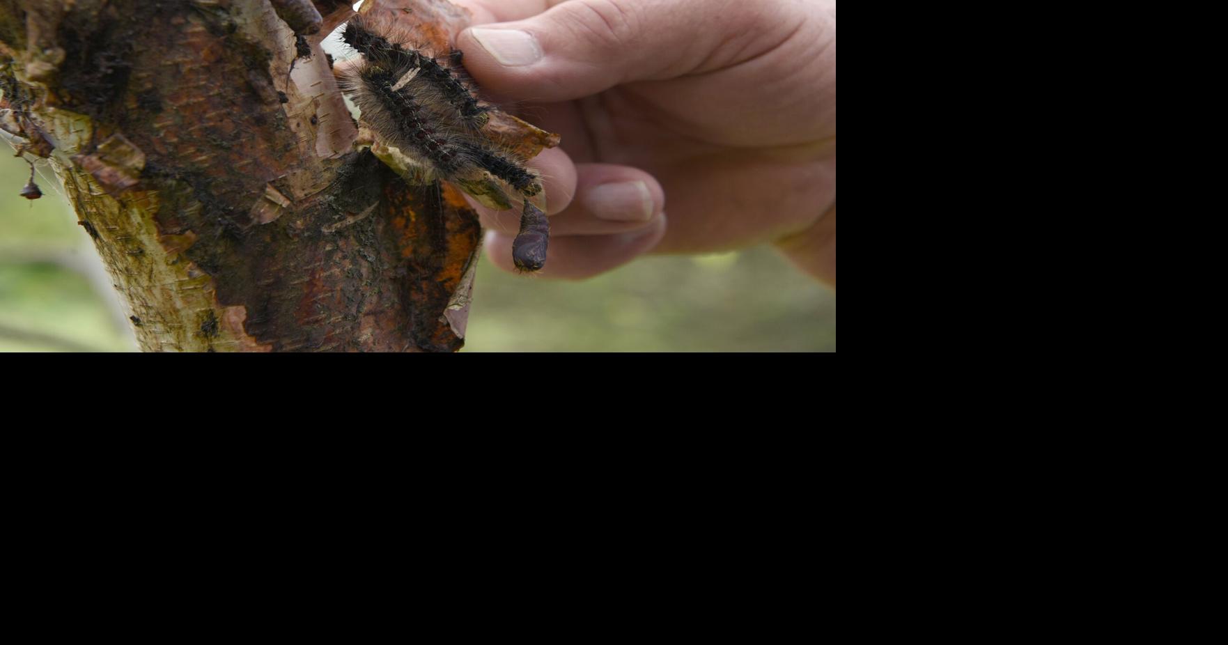 LDD moth infestation at ‘outbreak’ levels, City of Toronto to deploy ...