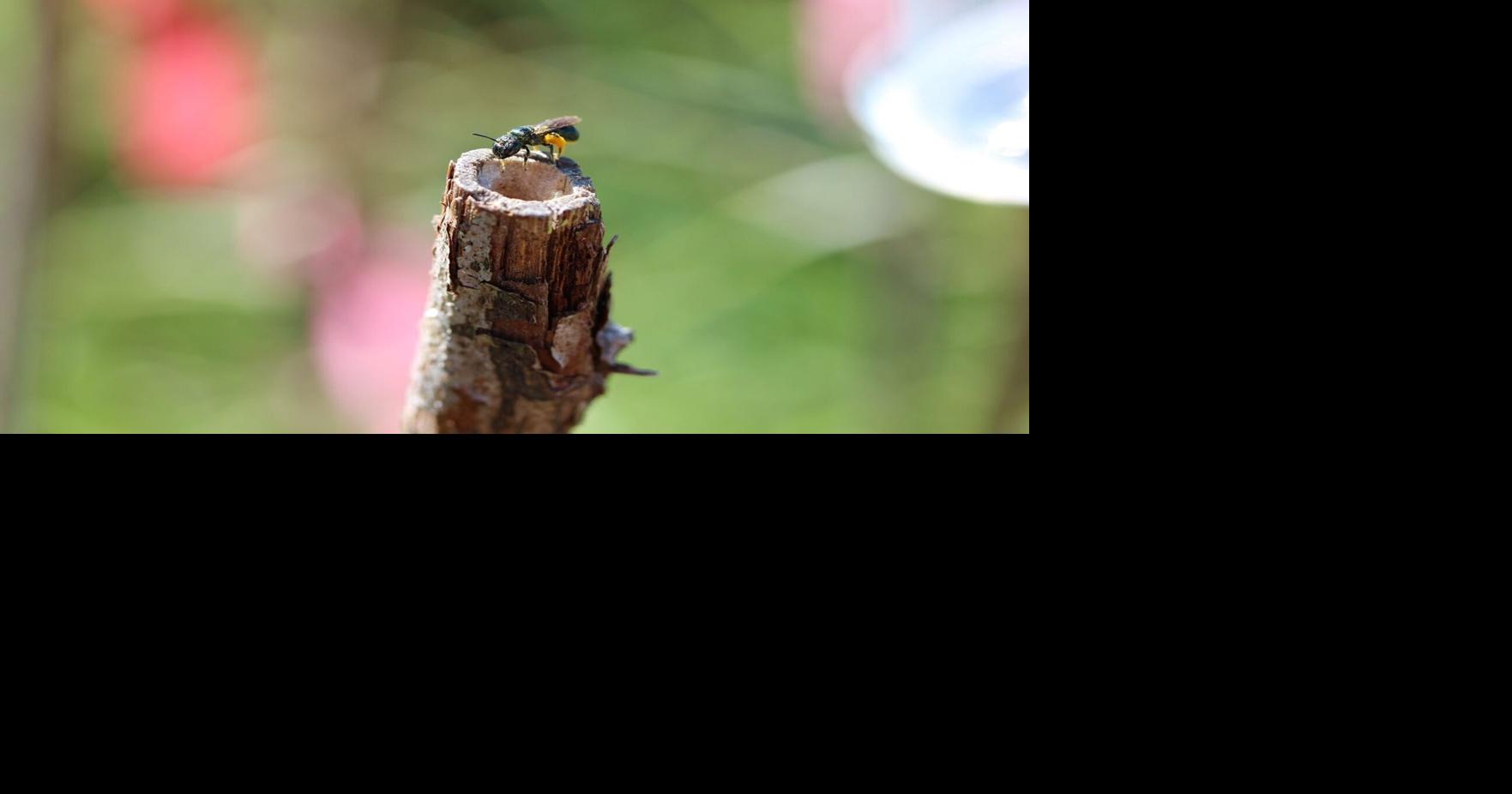 Wild bees feel sting of city living: York U researchers