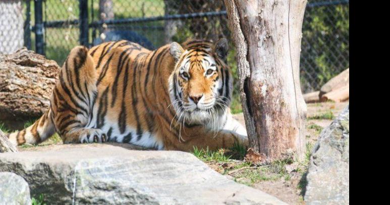 Amur tiger at Toronto Zoo gives birth to three cubs, first time since ...