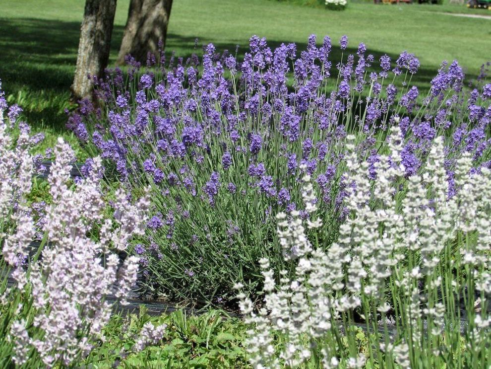 Stroll through the lavender fields at this farm near Toronto
