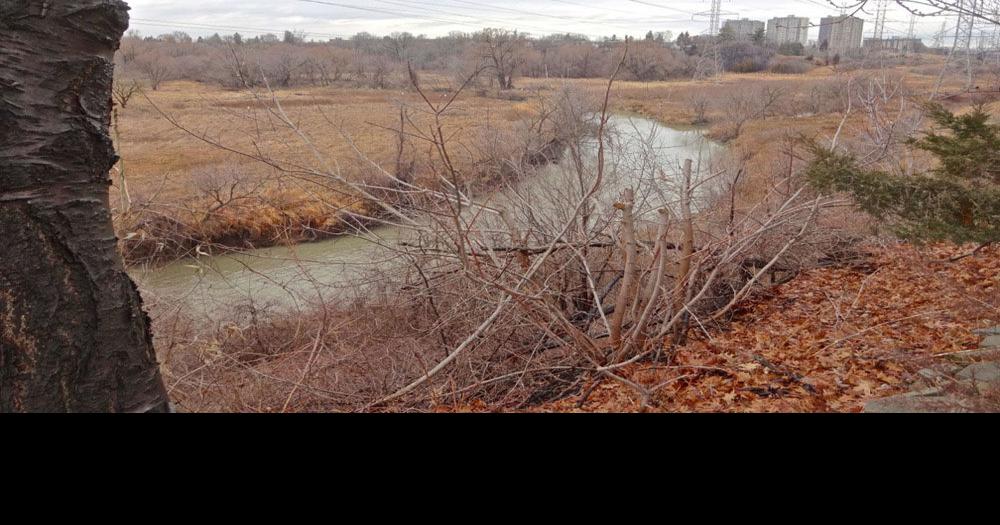 NATURAL ROOTS: The 300-year-old Lookout tree in North York saw First ...
