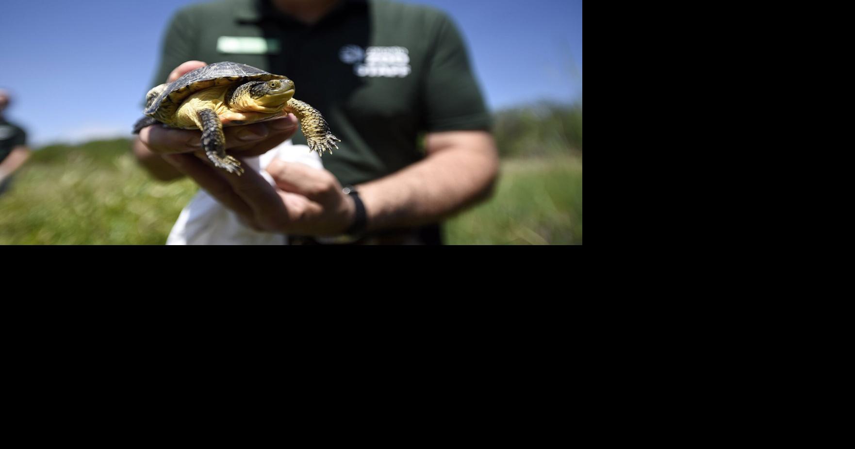 Toronto Zoo program ensuring reintroduction of turtles in wild