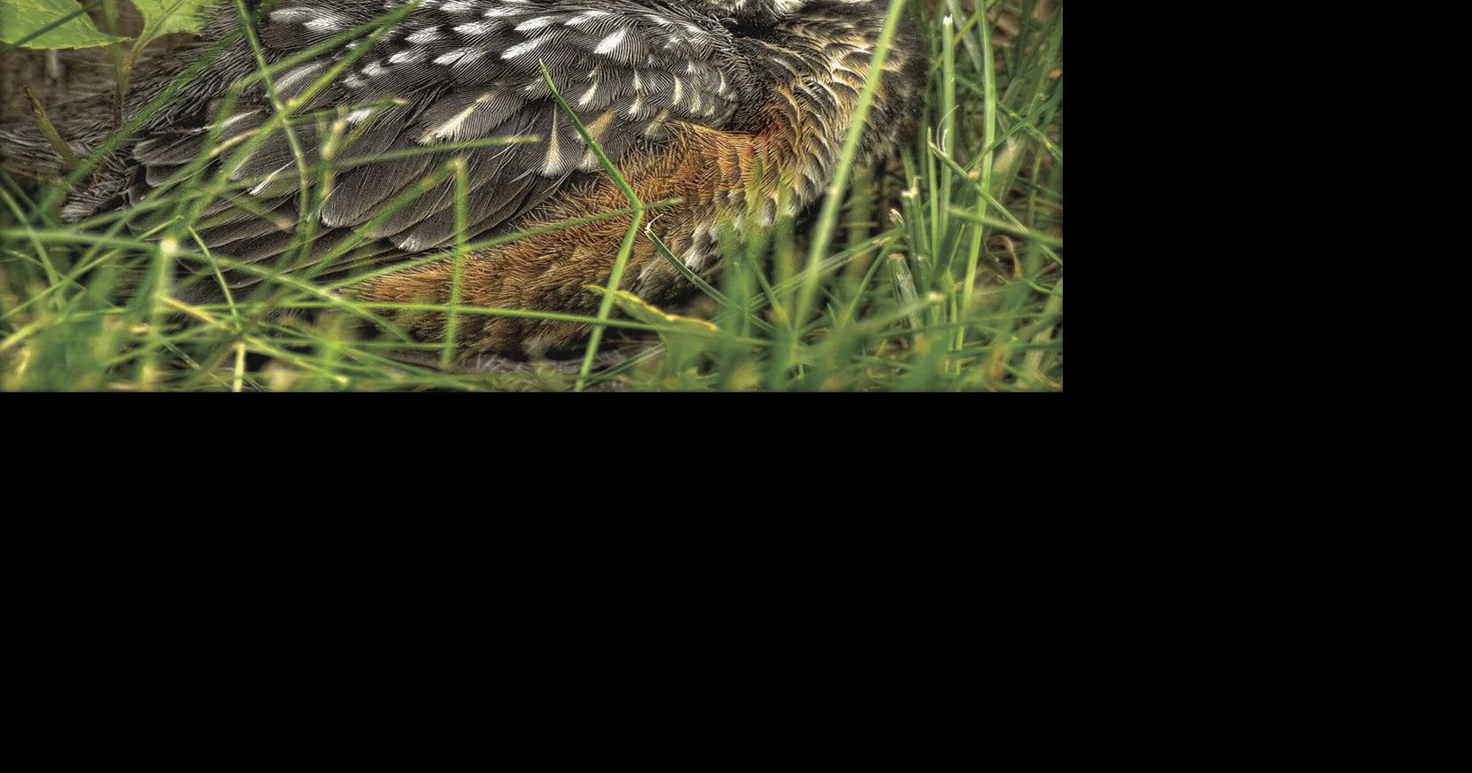 I found a baby bird ... now what? | Zoology | transylvaniatimes.com