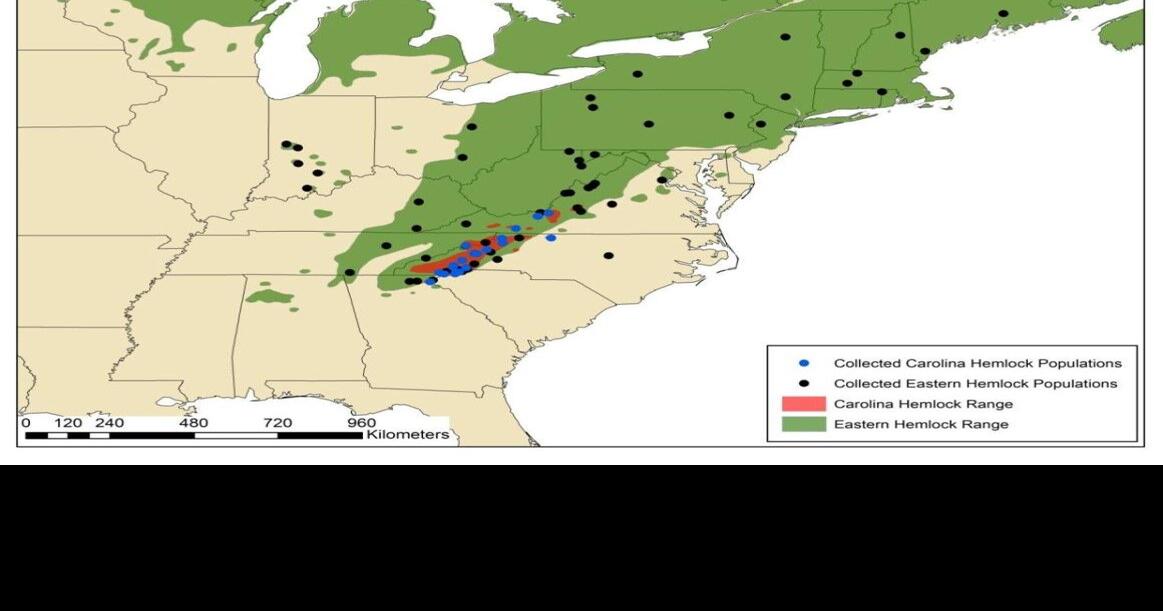 Using genetics to conserve and restore hemlock populations | Features ...
