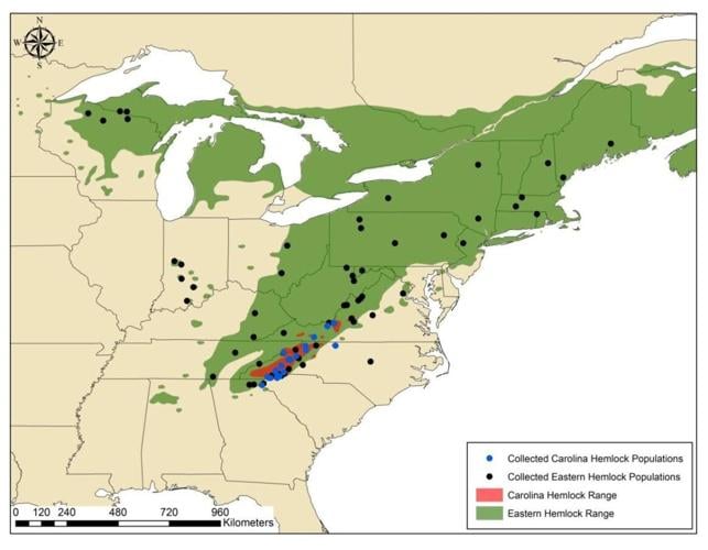 eastern hemlock tree range