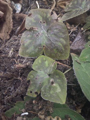 The bold and cold lessons of winter botany | Outdoors ...