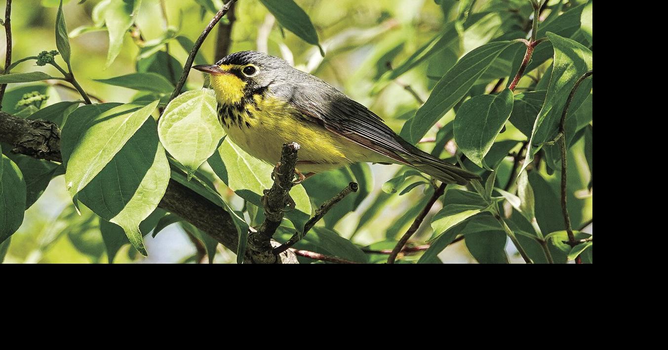 Follow the WNC fall bird migration | Features | transylvaniatimes.com