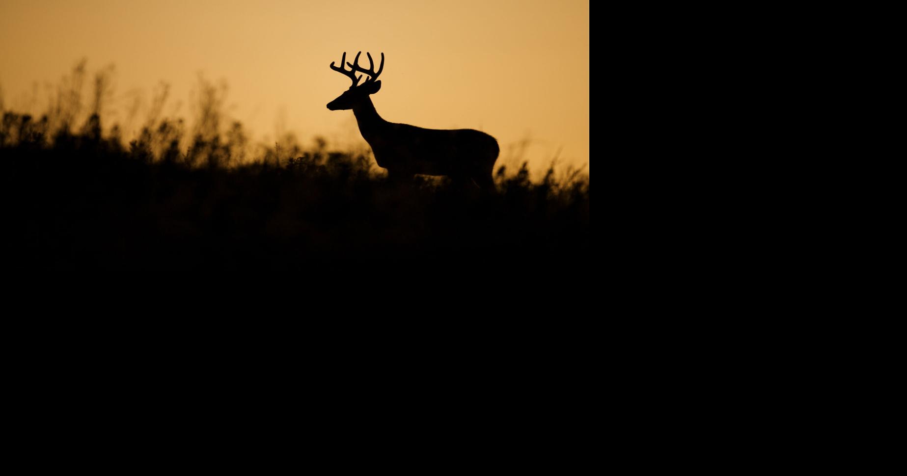 Third case of CWD confirmed in North Carolina Deer herd | Zoology ...