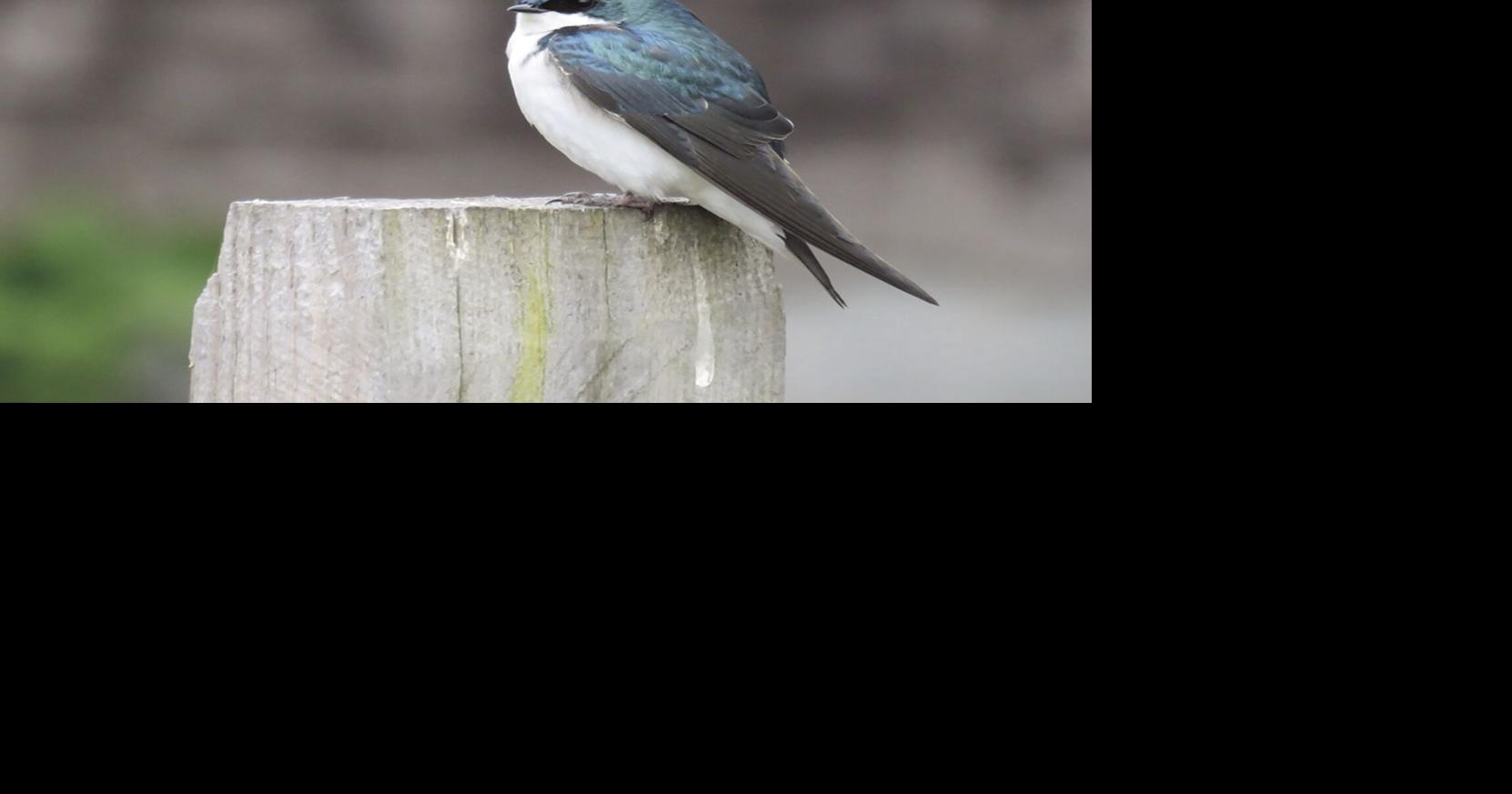 Hospital Fields is a very special place to see birds | Outdoors ...