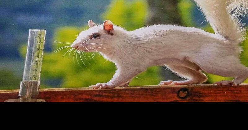 White Squirrel Photo Contest Seeks Entries | Arts | transylvaniatimes.com