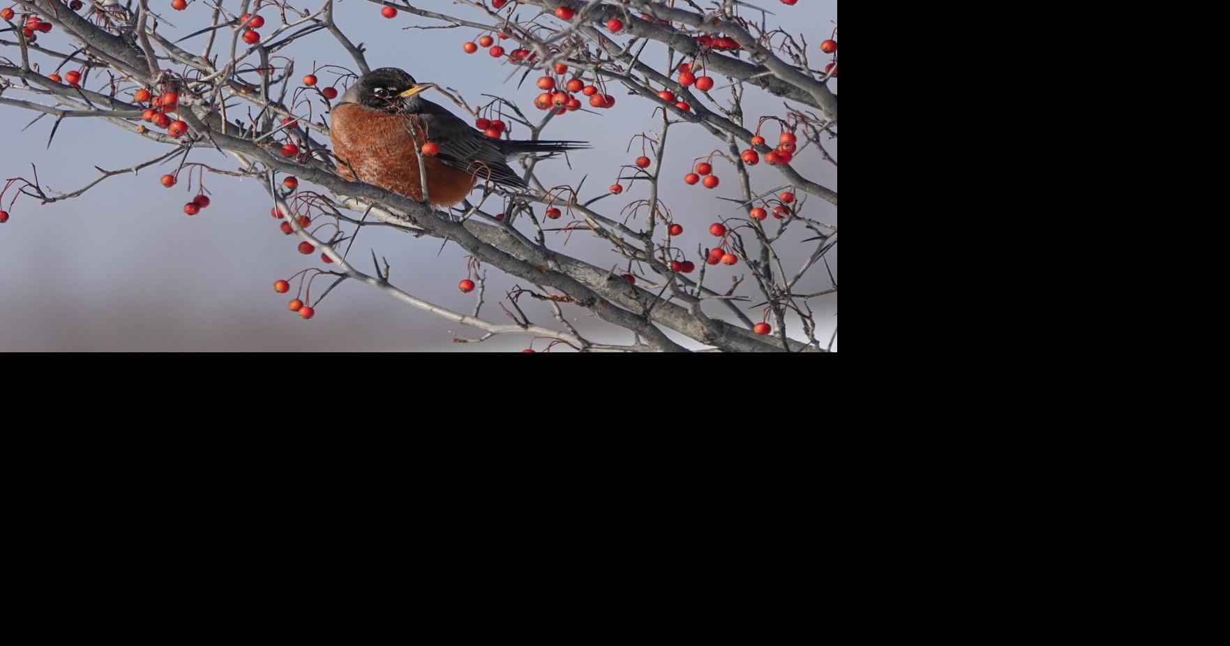 How and why birds sing each spring | Zoology | transylvaniatimes.com