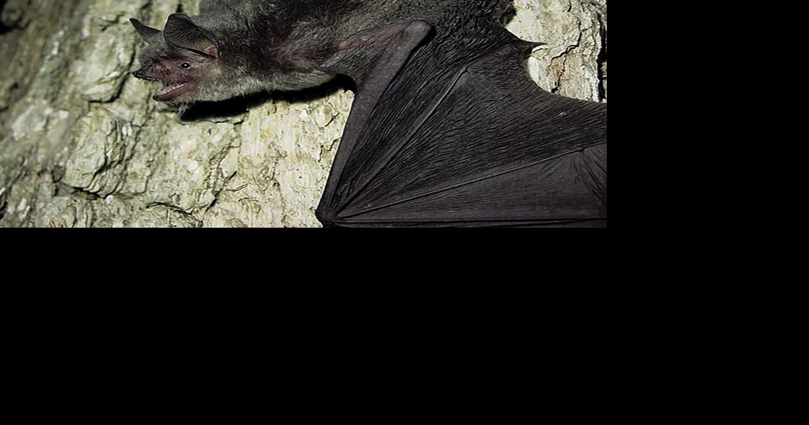 First gray bat discovered in South Carolina | Outdoors ...