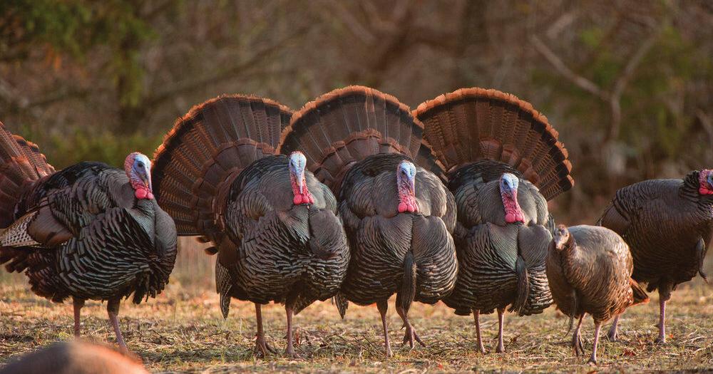 Wild Turkey Harvest For 2019 Season Second-Highest Ever Recorded ...
