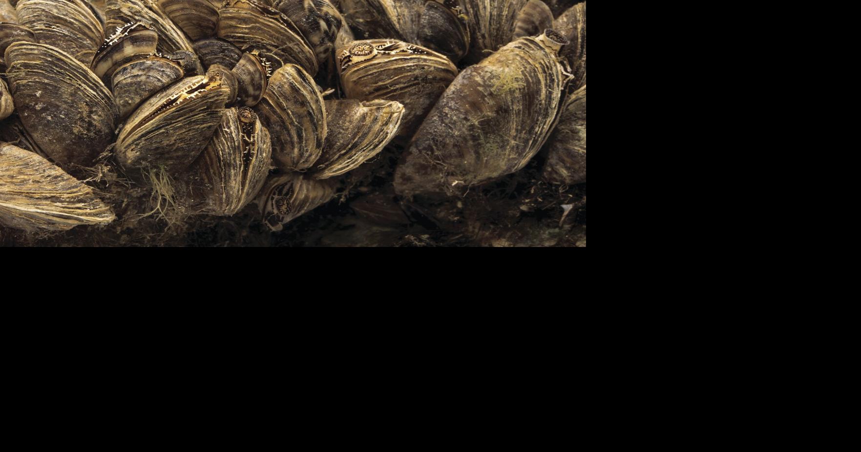 Invasive zebra mussels confirmed in Iredell County | Outdoors ...