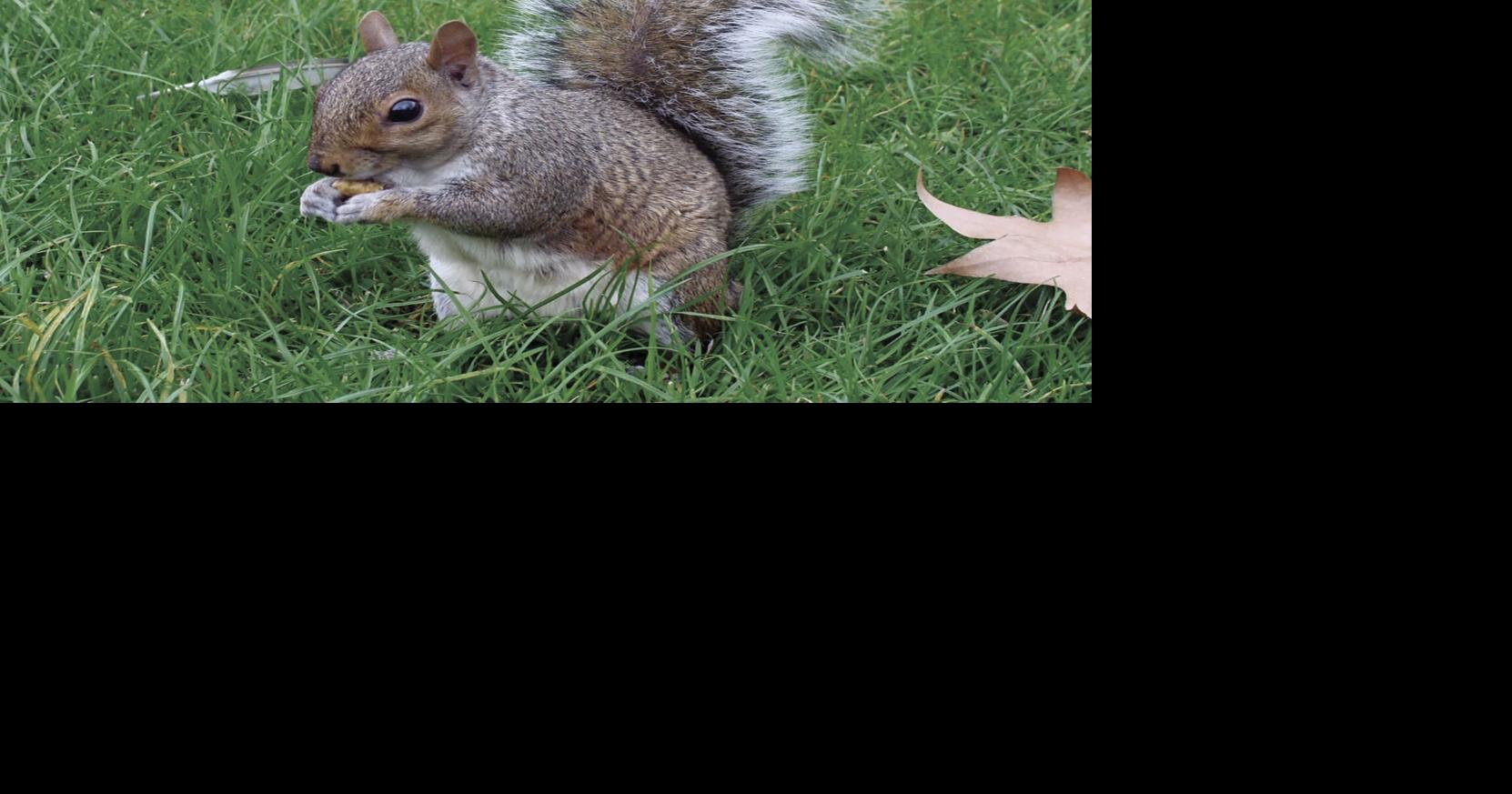 Taking aim at squirrel hunting season | Hunting | transylvaniatimes.com