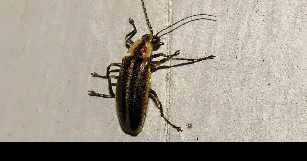 Rare Fireflies Discovered On Grandfather Mountain | Outdoors ...