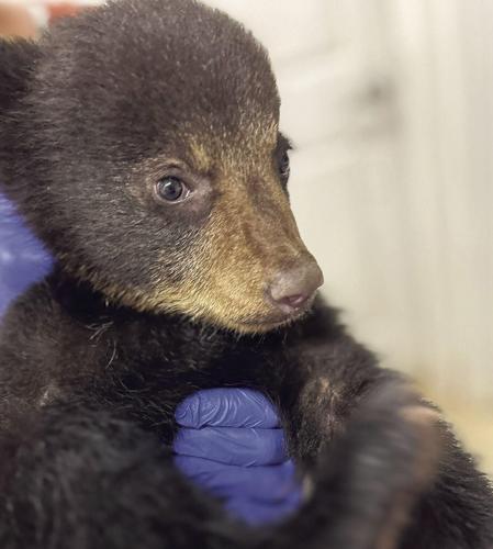 Famous Asheville bear cub released back into the wild | News ...