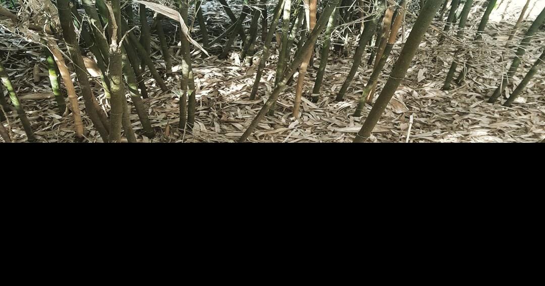 Give Native Problem-Solver Giant River Cane A Chance | Outdoors ...