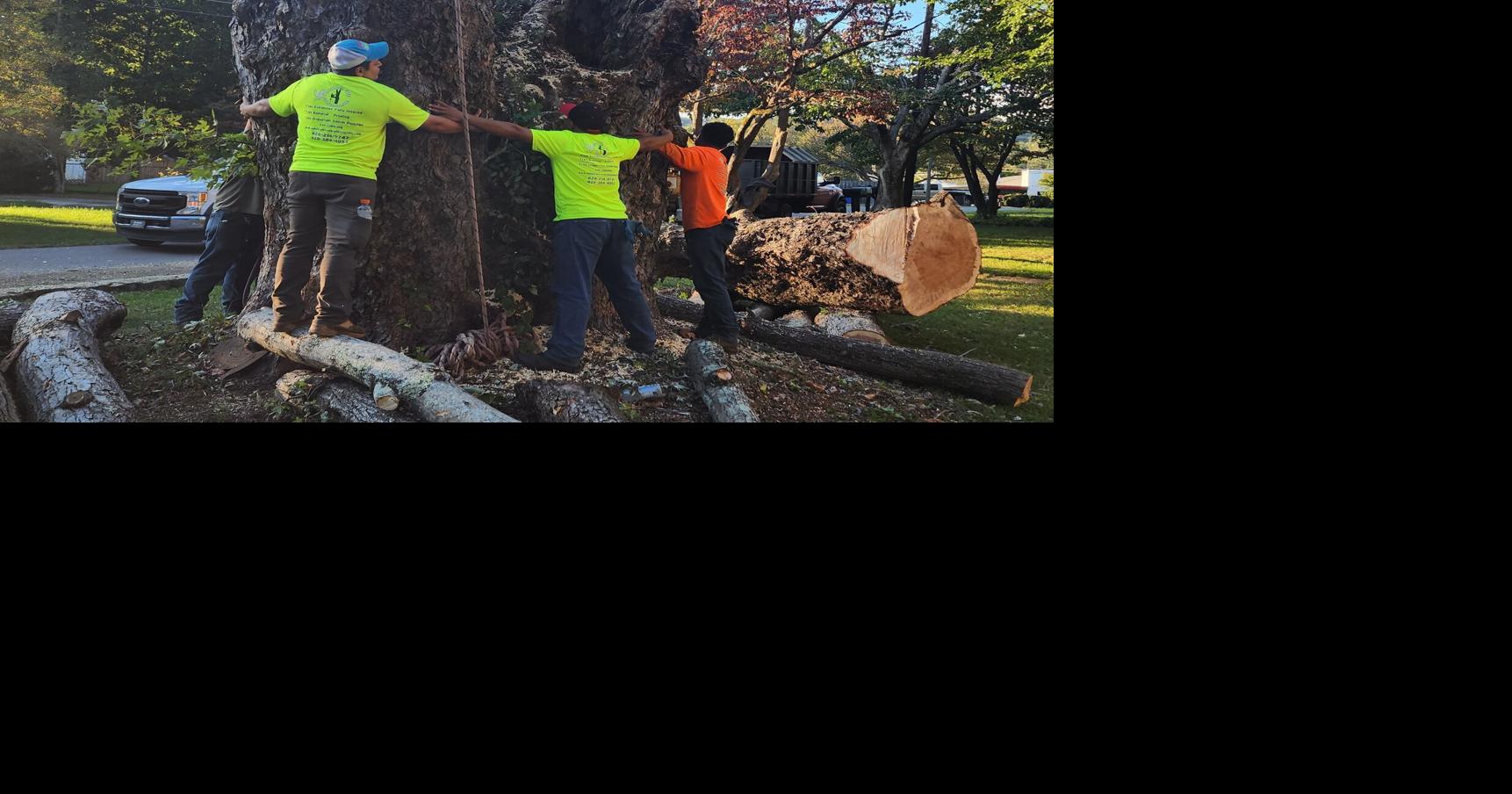 A ‘Grand Dame’ of Brevard’s trees is gone | Lifestyles ...