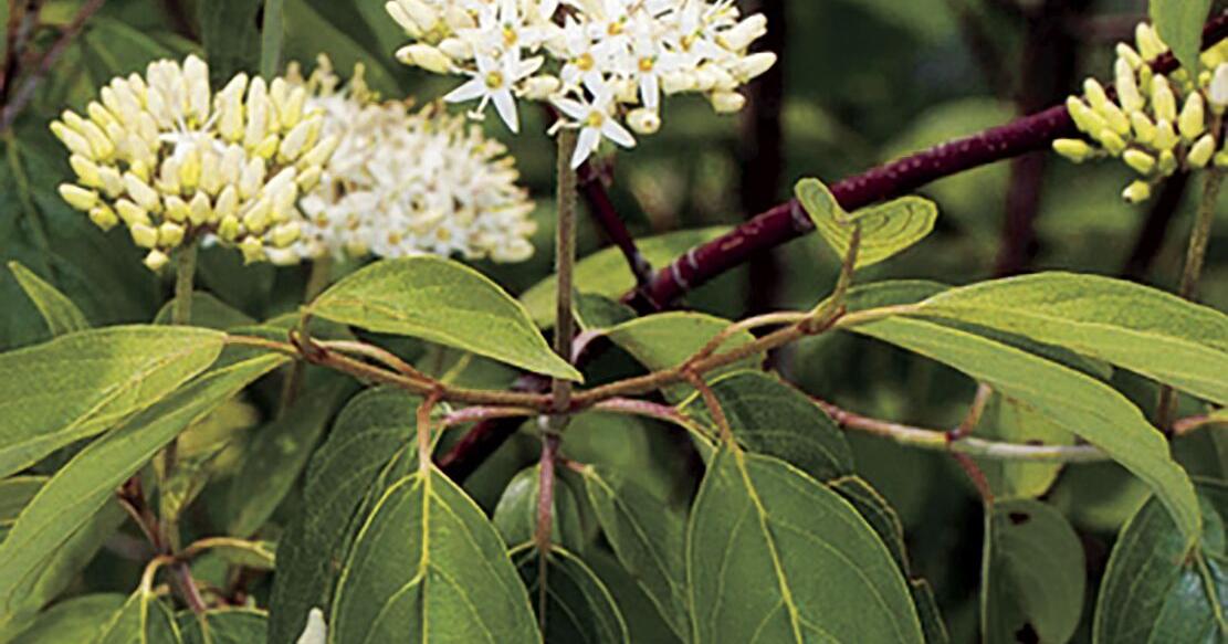 Now is the time to establish streamside vegetation | Ecology ...