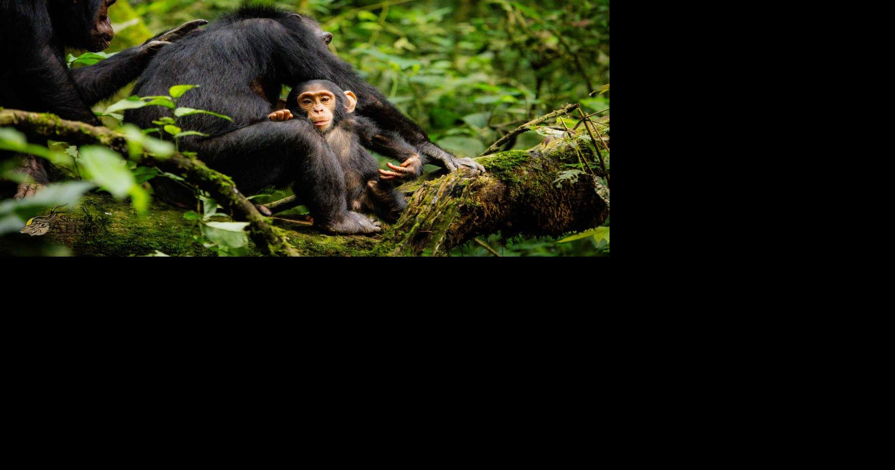 Local leads safari tours across southern and eastern Africa | Arts ...