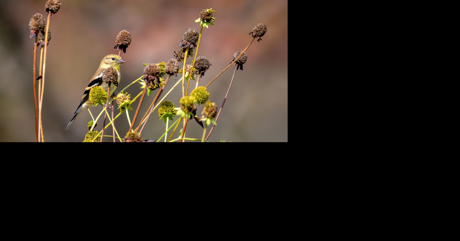 Understanding how Goldfinches turn yellow in spring | News ...