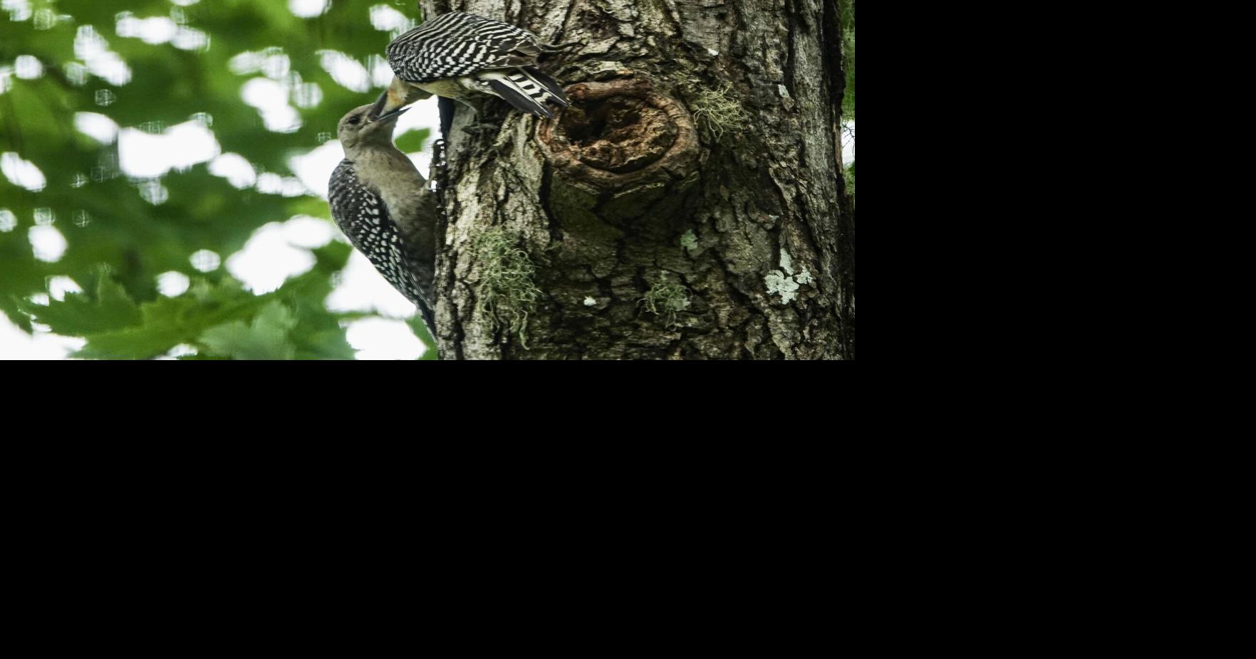 Understanding where all the birds go during summer | Outdoors ...