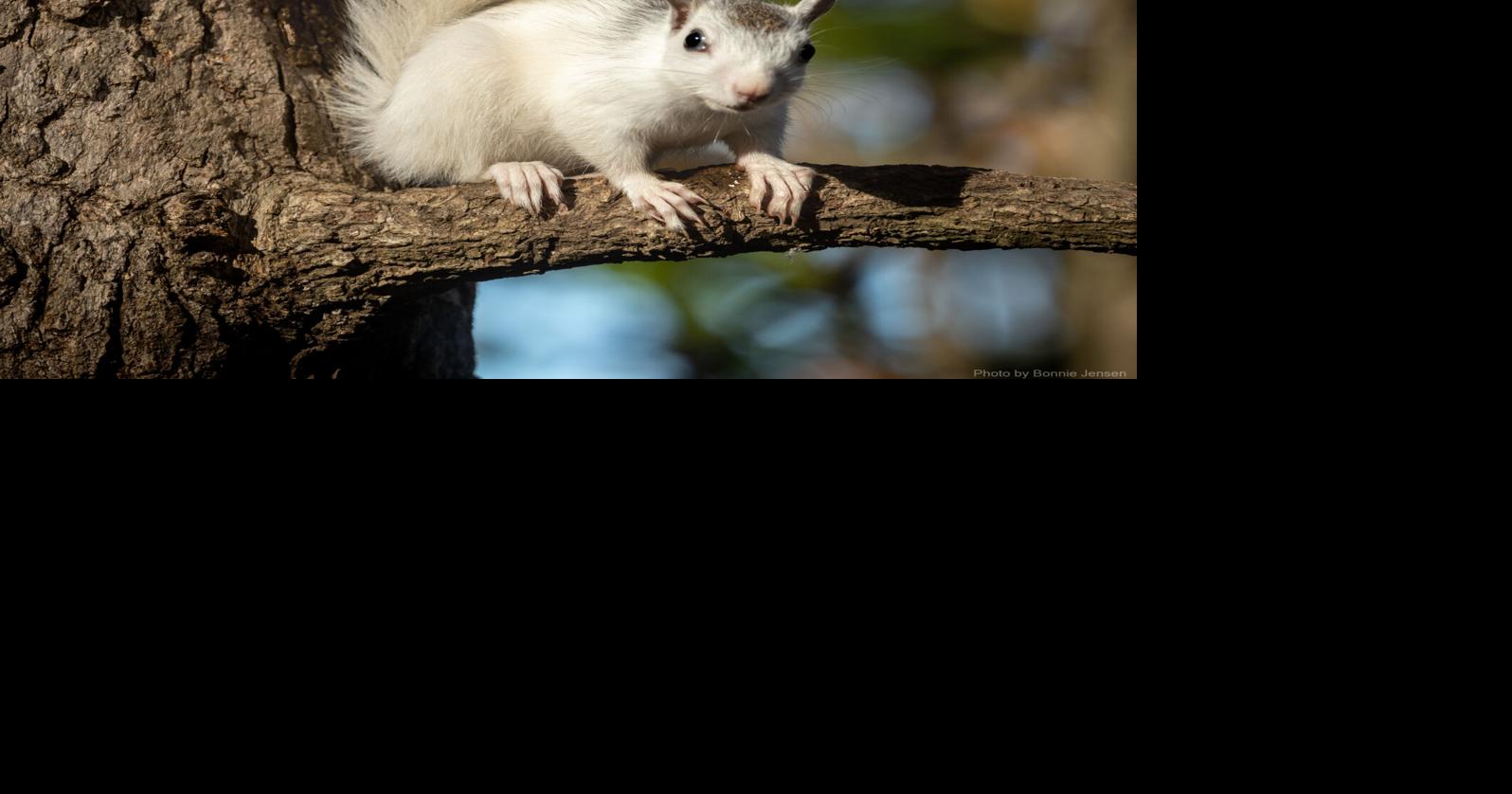 Arts council calls for entries for white squirrel photo contest | Arts ...