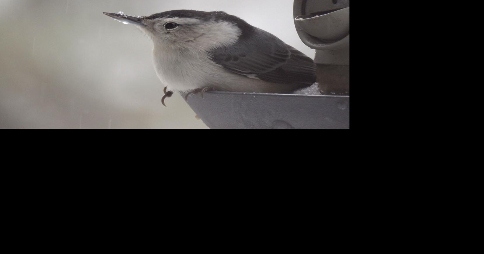 Birds in Winter | Outdoors | transylvaniatimes.com